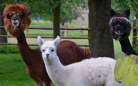 Die Tiere - Therapie auf vier Beinen